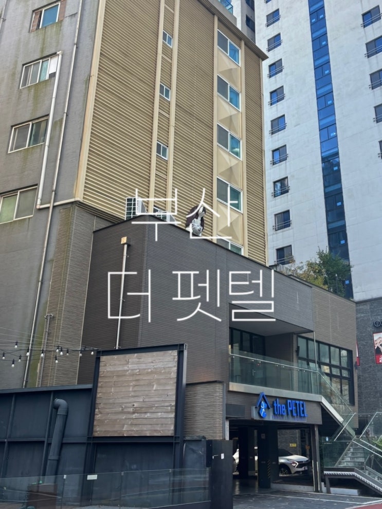 [부산] 더펫텔 | 애견동반호텔 솔직후기 : 네이버 블로그