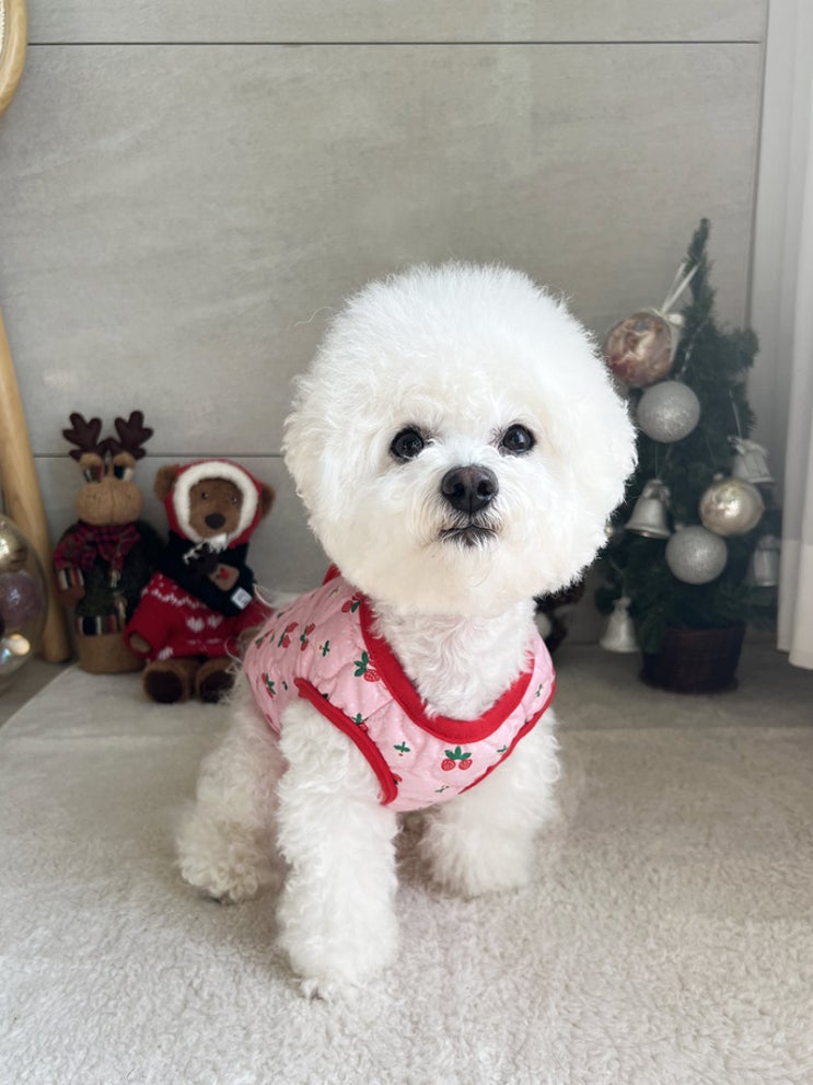 강아지 조끼 베리 솜누빔 딸기 두툼 퀼팅 수면 겨울옷 : 네이버 블로그