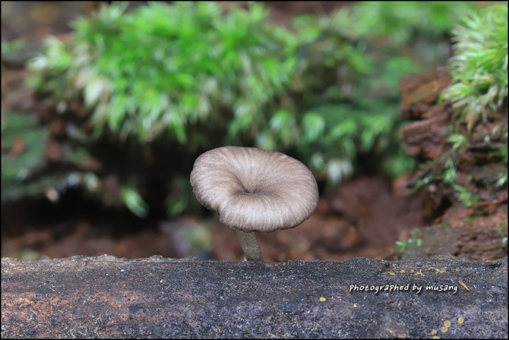 [제주 버섯] Hydropus atrialbus : 네이버 블로그