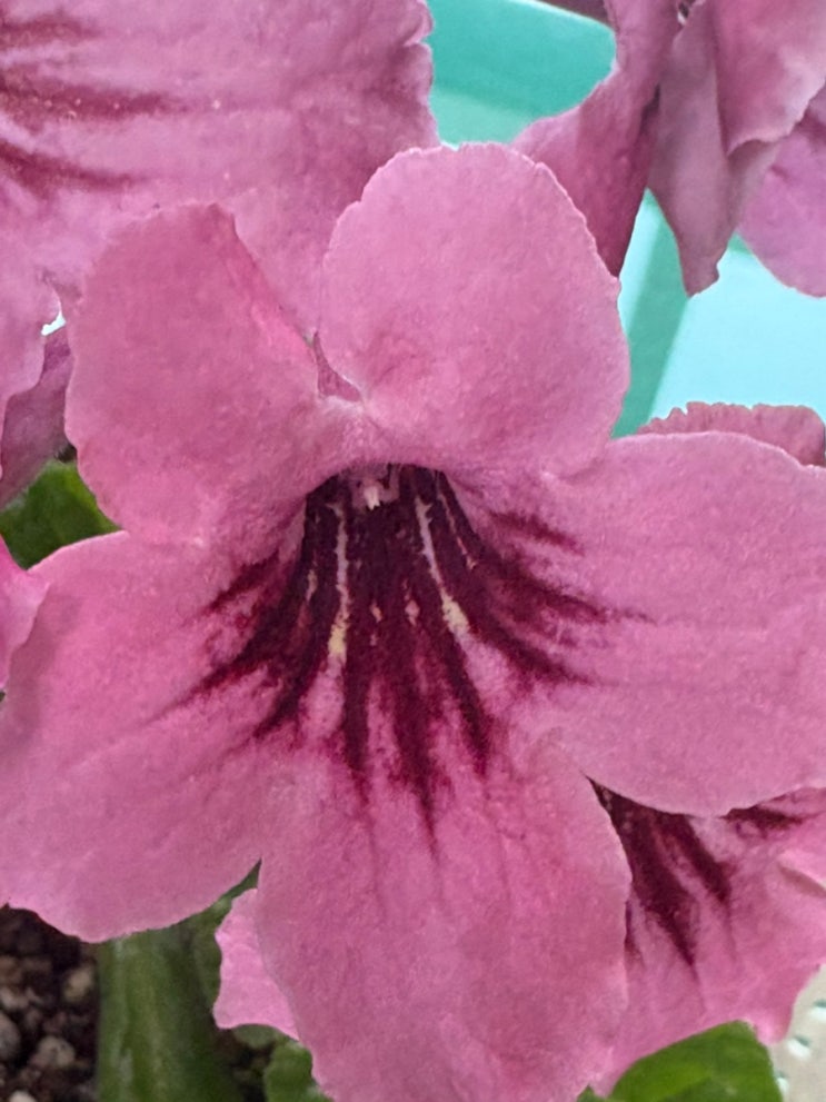 페츄페츄칼리칼리 : 네이버 블로그