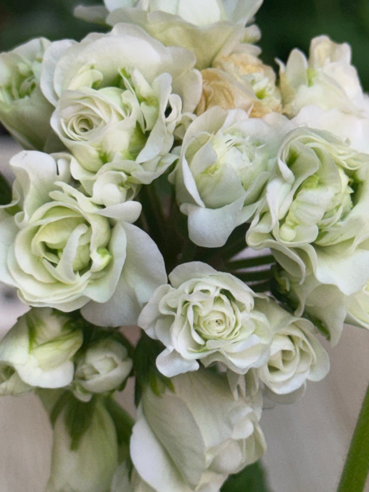 리사마농 : 네이버 블로그