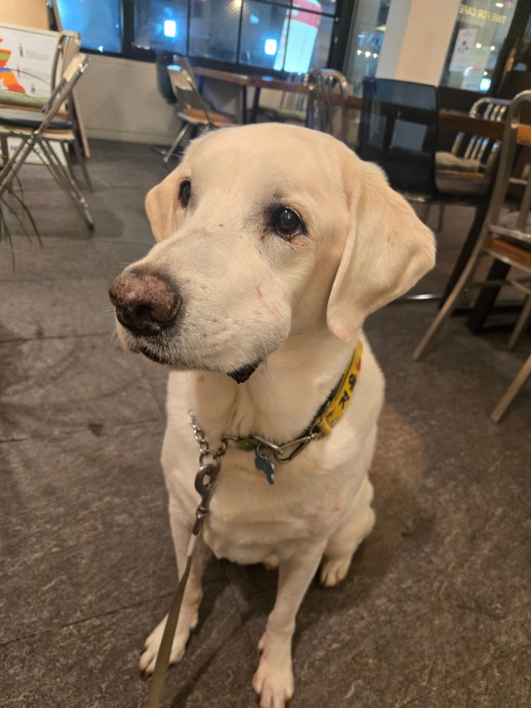 우리 강아지.. 상악절제술.. : 네이버 블로그