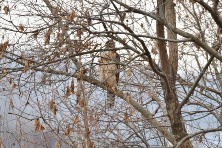 ′참매′두 마리와 ′새매′ : 네이버 블로그