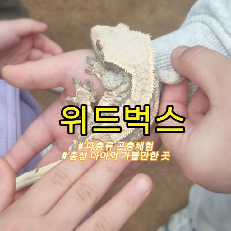 홍성관광지 위드벅스 파충류 곤충 체험 홍성 아이와 가볼만한 곳 : 네이버 블로그