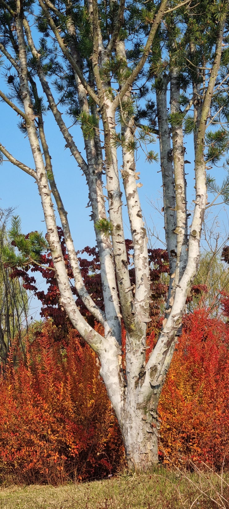 【백송】 껍질을 벗고 하얀 수피를 드러내는 특이한 나무, 백송에 대해서 알아보기! : 네이버 블로그