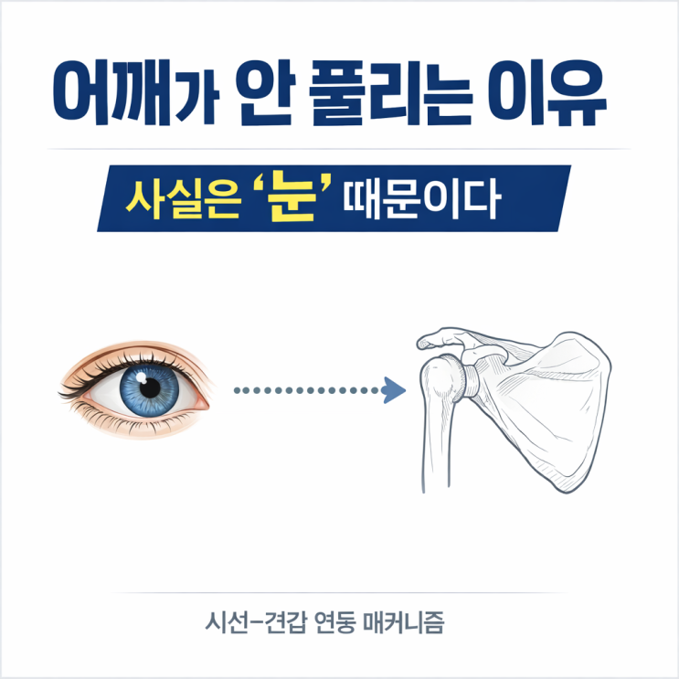 눈의 움직임이 어깨 움직임을 바꾼다. : 네이버 블로그