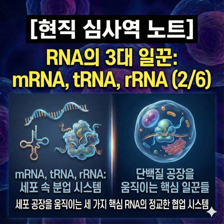 [RNA 시리즈2] RNA의 종류와 역할: 세포 공장을 움직이는 3대 일꾼 (mRNA, tRNA, rRNA) : 네이버 블로그