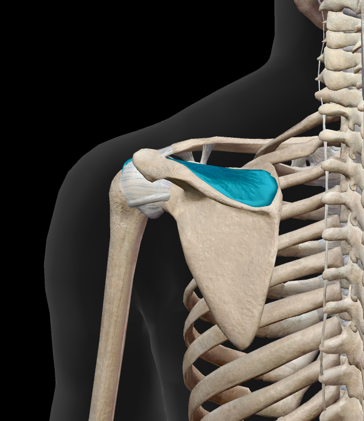 [근육해부학과 근막통증증후군] 극상근(supraspinatus) : 회전근개, 어깨 통증과 재활, 어깨 충돌증후군 : 네이버 블로그