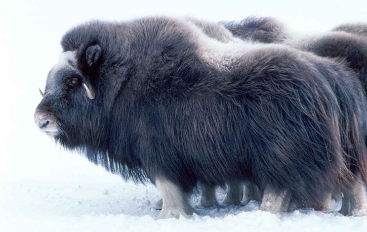 캐시미어와 비쿠냐에 버금가는 '북극의 황금', 키비어트(Qiviut) : 네이버 블로그