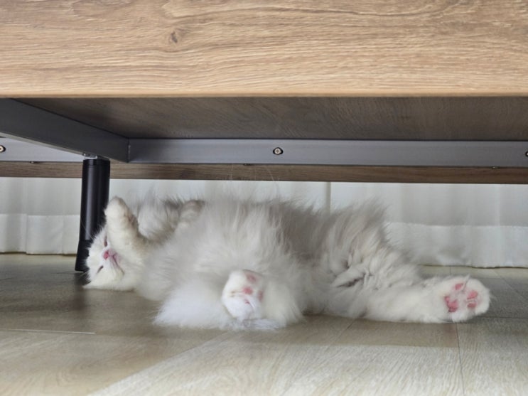 K-고양이 망고가 바닥난방을 200% 활용하는 법 : 네이버 블로그