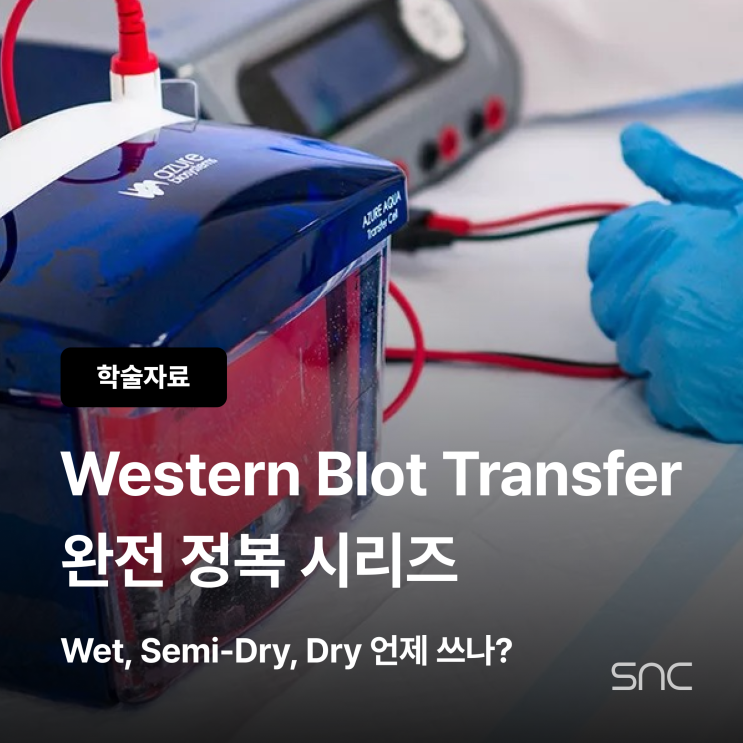 [학술자료] Western Blot Transfer 완전 정복 시리즈, Wet, Semi-Dry, Dry 언제 쓰나? : 네이버 블로그