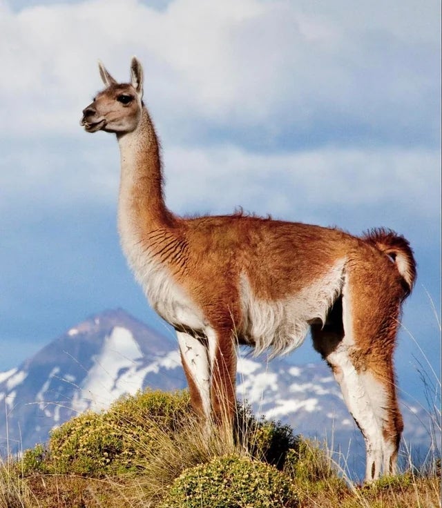 안데스의 고원 파타고니아의 황금, 과나코 섬유(Guanaco Fiber) : 네이버 블로그