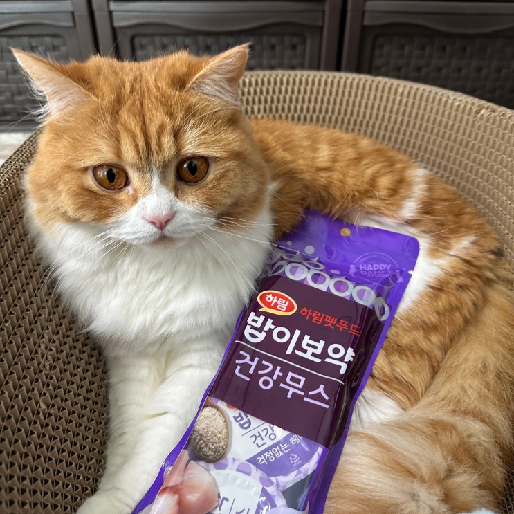 길 고양이캔 추천 합성보존료 걱정없는 건강무스 : 네이버 블로그