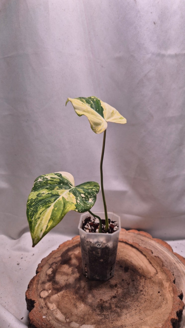 🌿 : 네이버 블로그