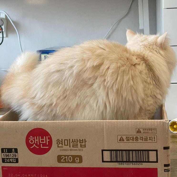 [코리아펫아카데미] 애견미용자격증부터 펫 뷰티 창업까지 한번에~!! : 네이버 블로그