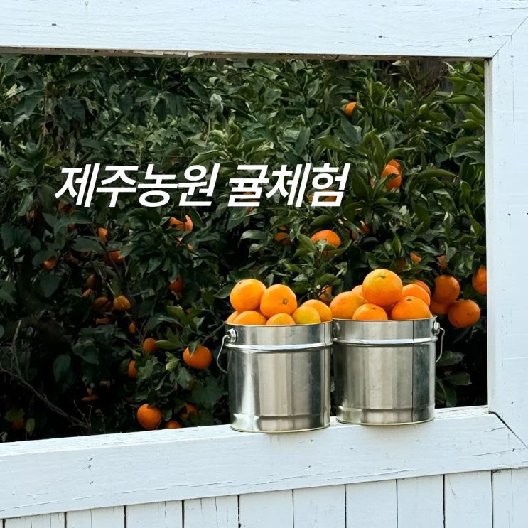 제주 동쪽 여행 귤따기체험, 제주농원 추천 후기 : 네이버 블로그
