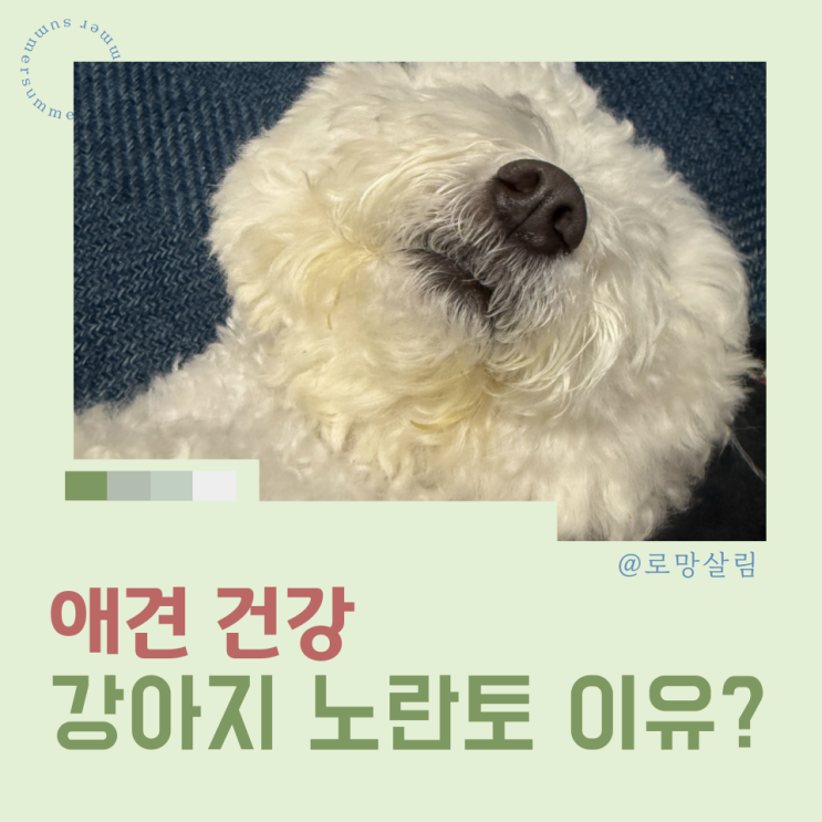 강아지공복토 왜 생길까? 강아지노란토와 토 색깔별 의미 : 네이버 블로그