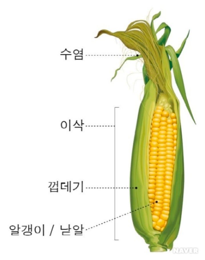 팝콘의 비밀/ /1학년수업 : 네이버 블로그