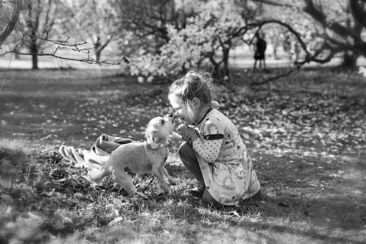 갑자기 도망치는 강아지, 이유와 예방책 : 네이버 블로그
