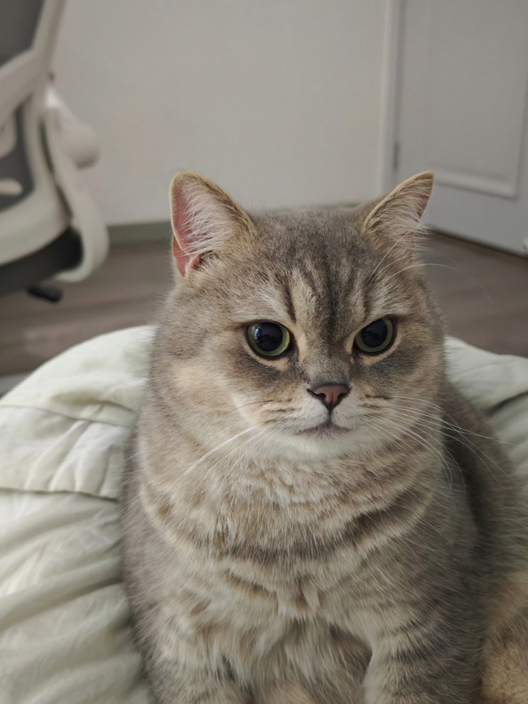 검은 흰색 고양이 여러마리 꿈 해몽 : 네이버 블로그