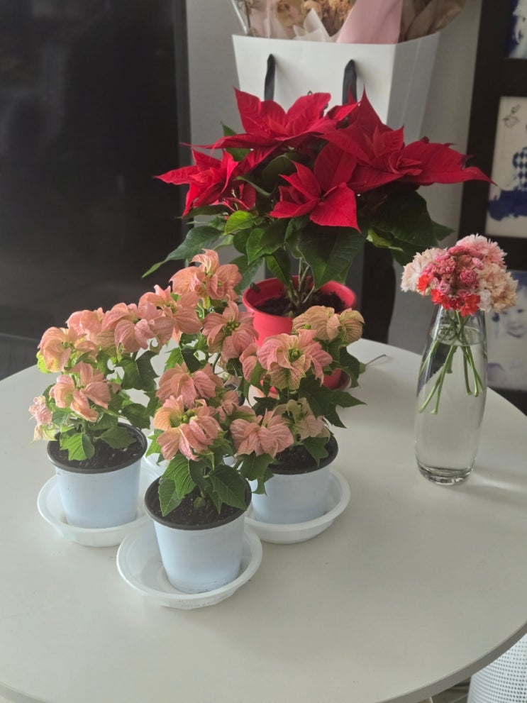 슈가 볼 포인세티아 : 네이버 블로그