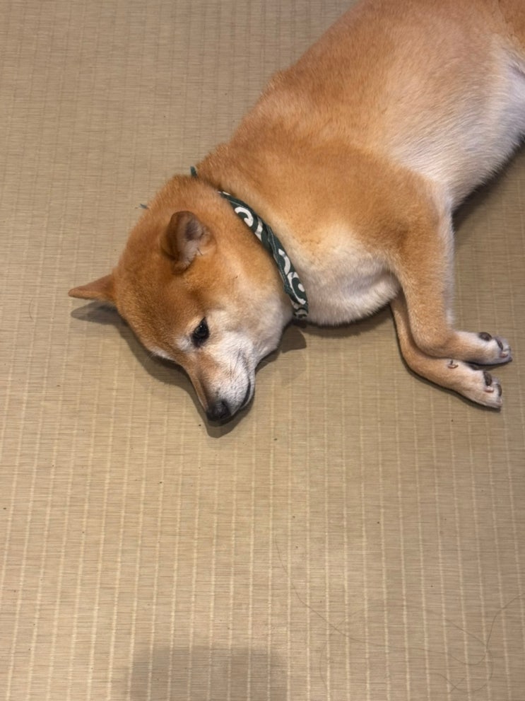 유후인 필수코스 마메시바 카페 후기 강아지 귀여워... : 네이버 블로그