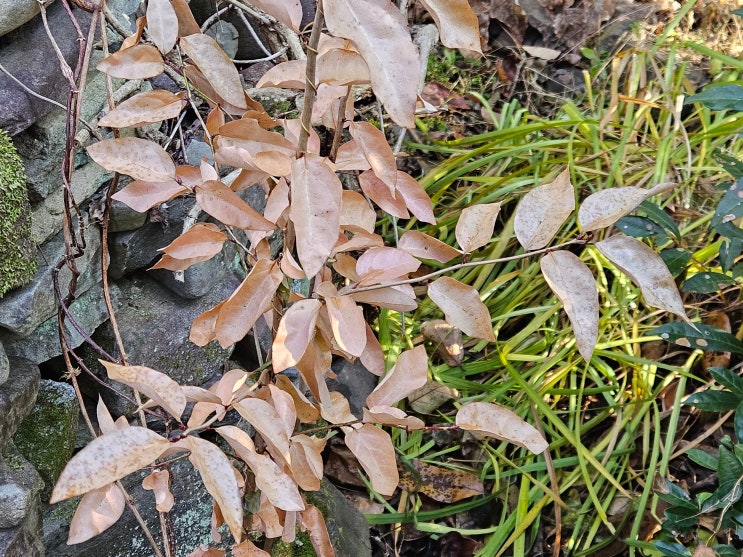 마를지언정 낙엽지지 않는 감태나무 잎 : 네이버 블로그