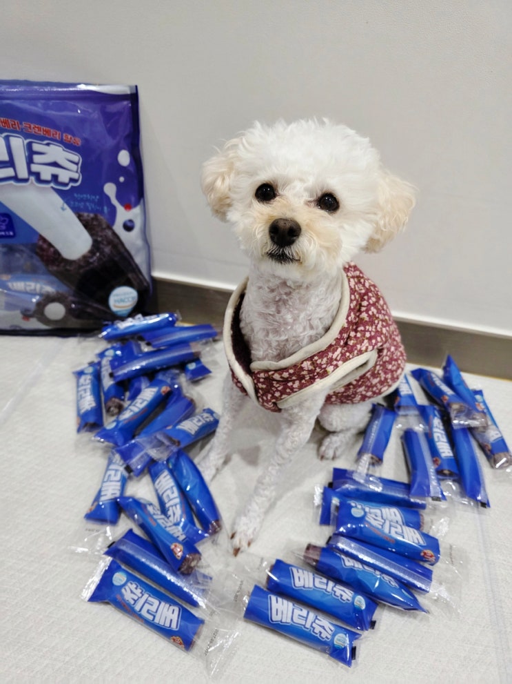 코스트코 강아지 덴탈껌 치석제거 슈퍼포우베리츄 급여 후기 : 네이버 블로그