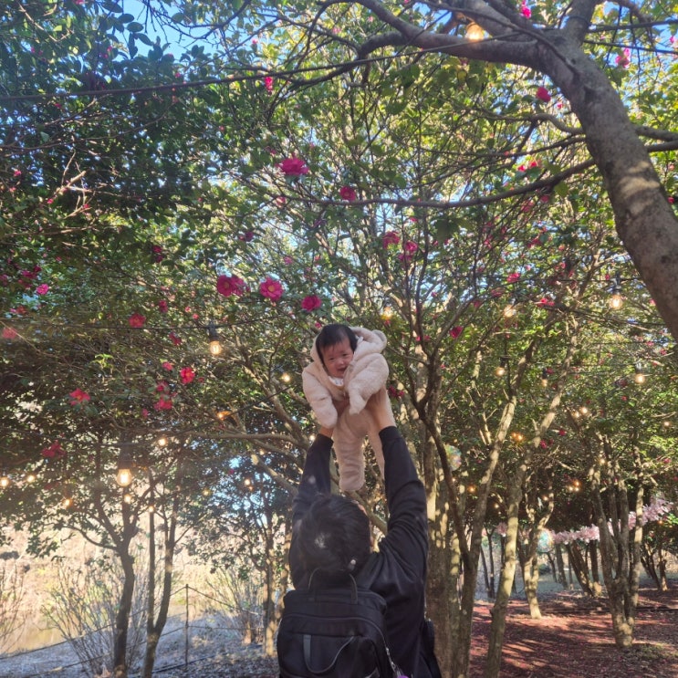 [제주] 제주 아이랑 갈만한 곳 12월 윈터 포레스트 축제 동백꽃, 기차 에코랜드 테마파크 : 네이버 블로그