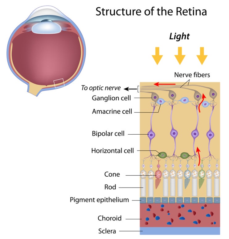 망막의 구조 정리 © Structure of the Retina : 네이버 블로그