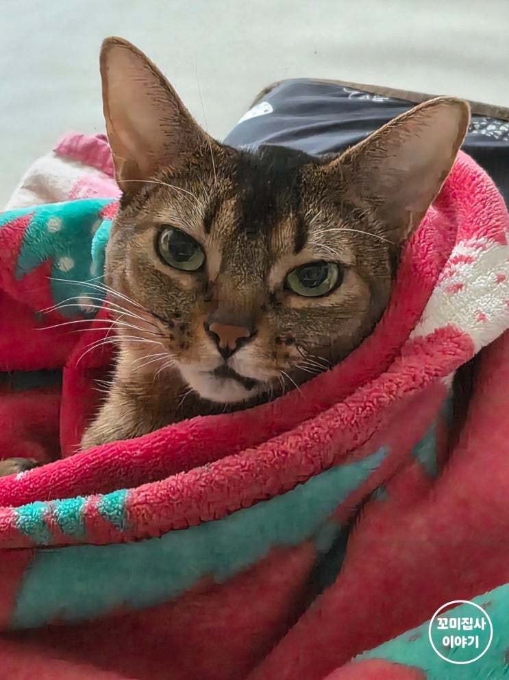 행복한 크리스마스 보내세요 꼬미일상 : 네이버 블로그