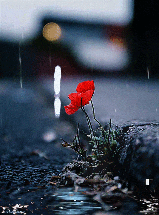 나는 비 오는 날을 좋아한다. : 네이버 블로그