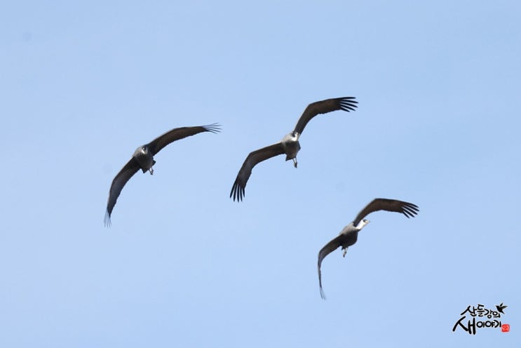 겨울진객 흑두루미, 전남 순천 : 네이버 블로그