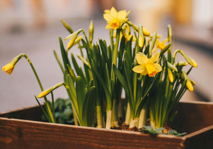 수선화 겨울 관리 구근 식재 후 꼭 알아야 할 점 : 네이버 블로그