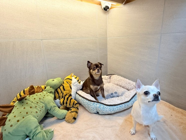 애견유치원 창업 성공 전략, 딩굴댕굴이 정답인 이유 : 네이버 블로그