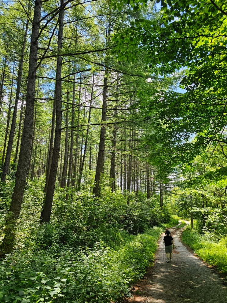 대한민국 100대 명품숲길 경북 봉화 청옥산 생태경영숲 트레킹(7.5km 3시간소요) : 네이버 블로그