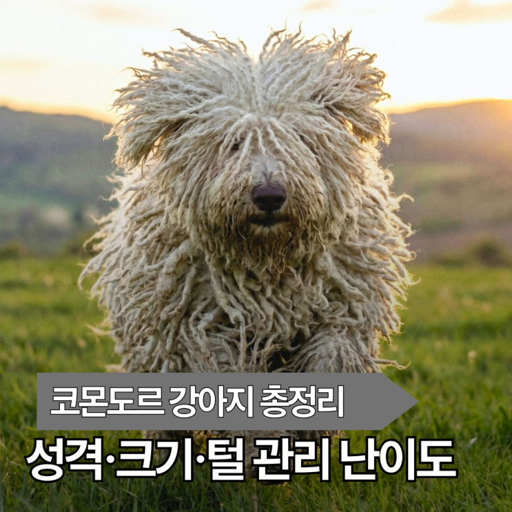 대걸레라고요? 늑대도 이기는 코몬도르의 반전 매력과 털관리의 진실 : 네이버 블로그