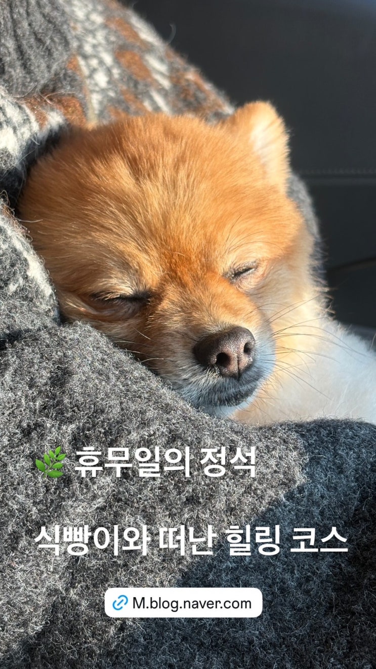 🎅 크리스마스 이브 스타벅스 더북한강R점에서 식빵이와 힐링 한 잔☕️ : 네이버 블로그