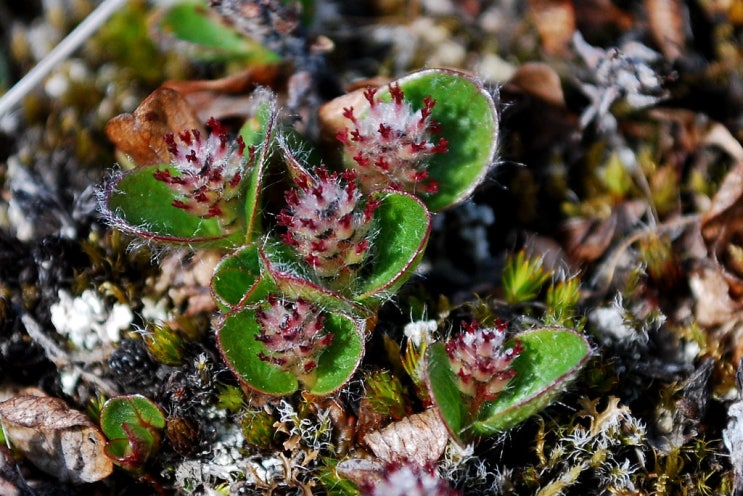작게 머무는 법을 배우며: 북극버들에게서 떠올린 생각들 : 네이버 블로그