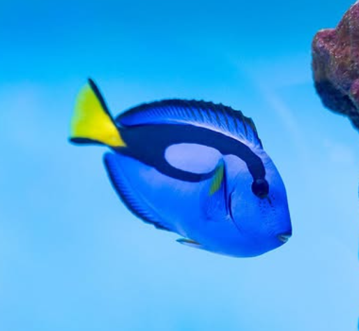 블루탱 해수어 키우기 해수어항 만들기 방법 : 네이버 블로그