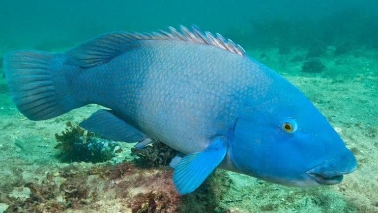 [시드니 스노클링] 클로벨리 비치의 순둥이 마스코트, 블루 그로퍼(Blue Groper) 블루이 Bluey : 네이버 블로그