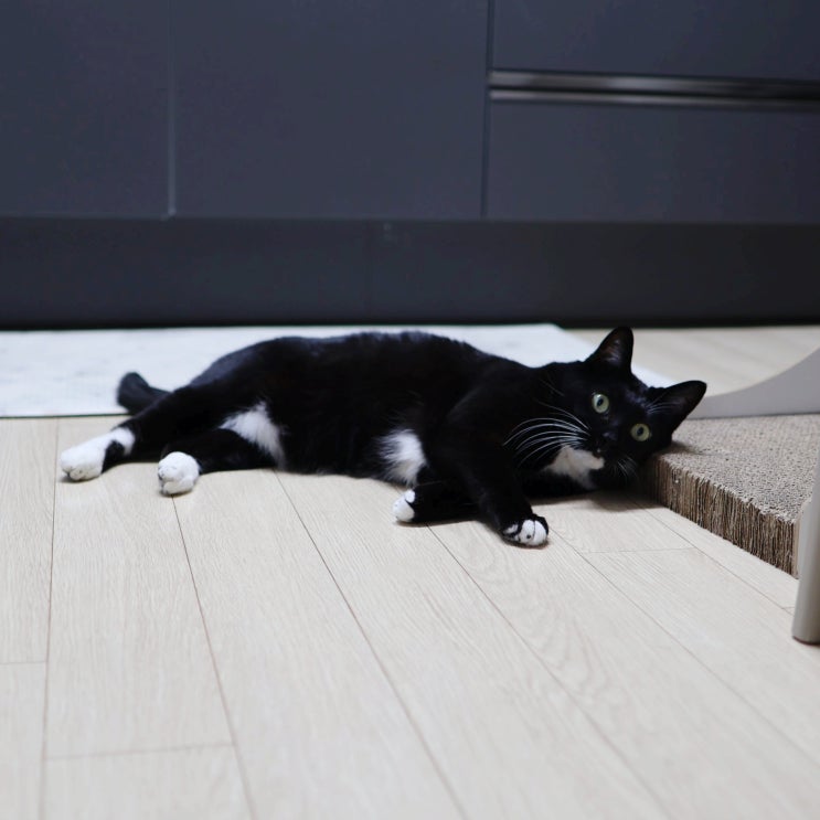 길들여지지 않는 유일한 반려동물 : 네이버 블로그