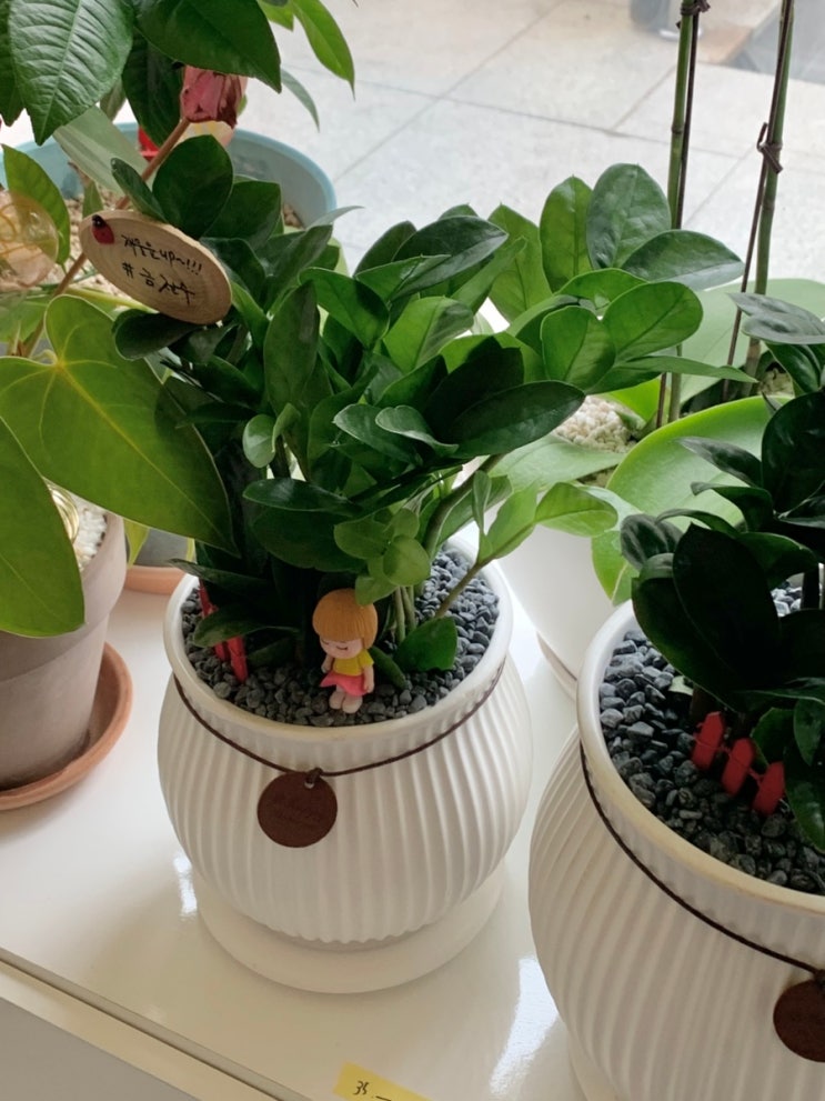 창원 인사이동 공기정화 식물 당일배달 가능한 영전 화분 플라워리미 : 네이버 블로그