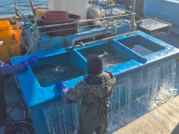 12월26일[금요일]#대방어#활가자미#생연어#춘천산오징어차#춘천서준수산 : 네이버 블로그