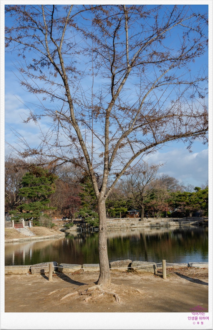 20리마다 이정표로 심은 '시무나무' : 네이버 블로그