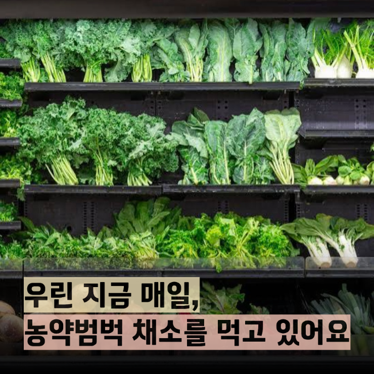 건강식이라 믿었는데… 농약 많이 치는 채소 ‘이 세 가지’ : 네이버 블로그