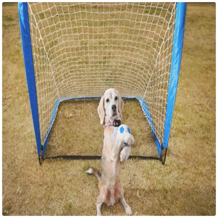 강아지 공 잡기로 기네스북에 오른 비글 : 네이버 블로그