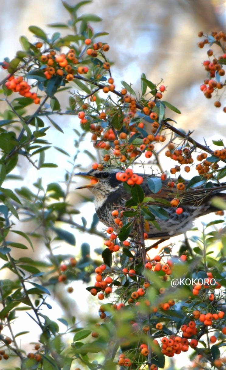 겨울 도시숲 조류 모니터링 [한밭수목원의 새들] 노랑지빠귀, 개똥지빠귀 12.26 : 네이버 블로그