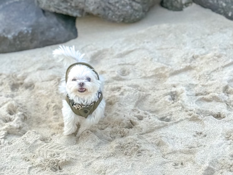 강아지 사춘기 증상 7가지와 개춘기 대처 방법 : 네이버 블로그