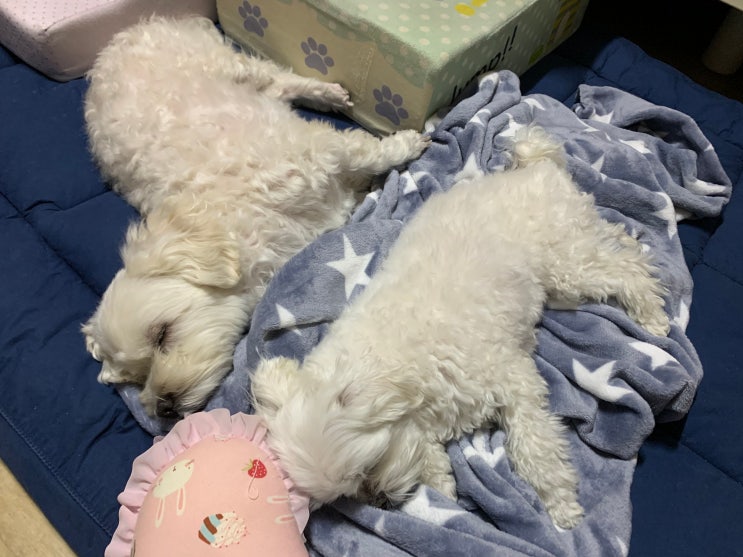 강아지 수면시간 잠만 자도 괜찮을까? 연령별 비교 : 네이버 블로그